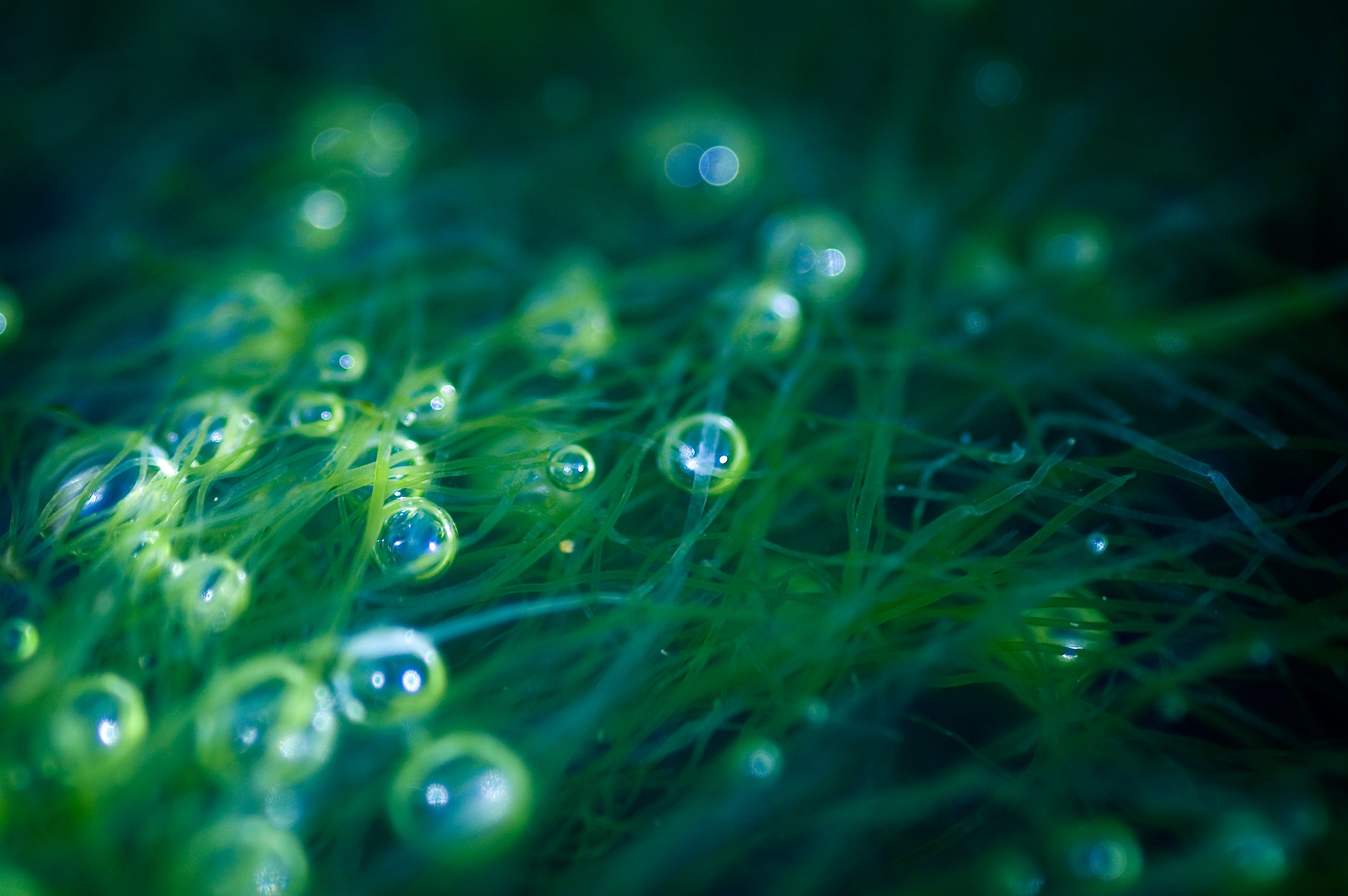 Volume 1 Issue 4: Algae Insights & Learning Opportunities – New Earth ...